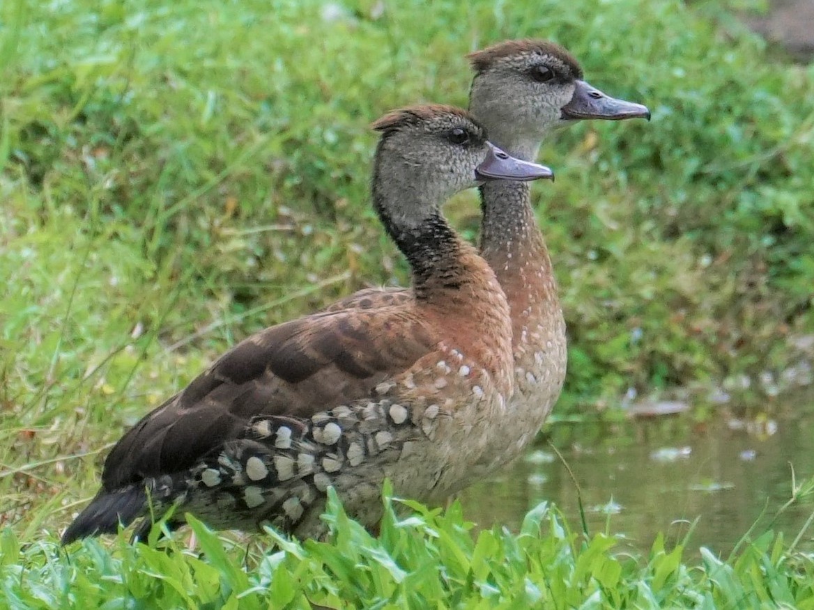 Spotted Whistling-Duck - eBird