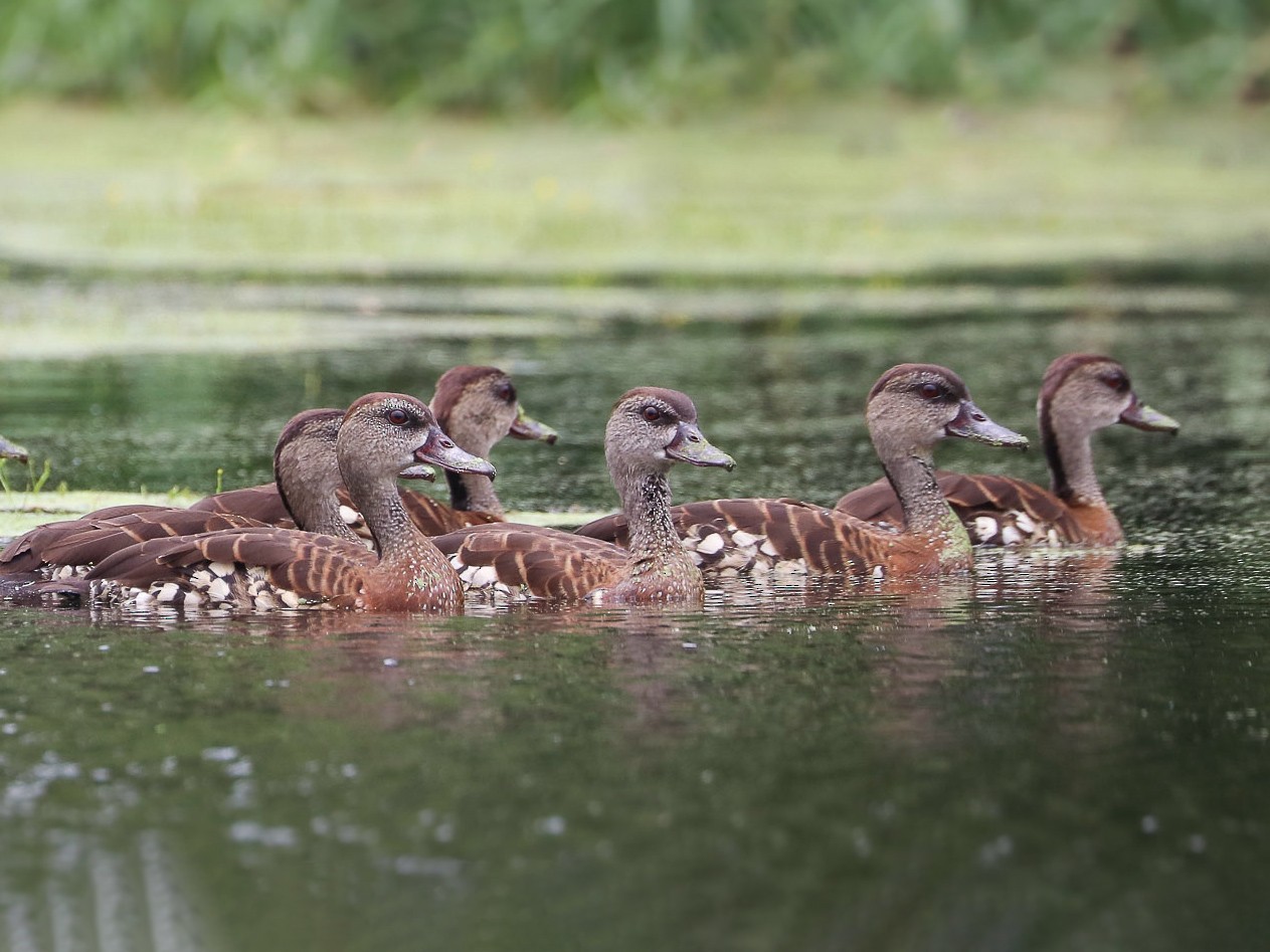 Spotted Whistling-Duck - eBird