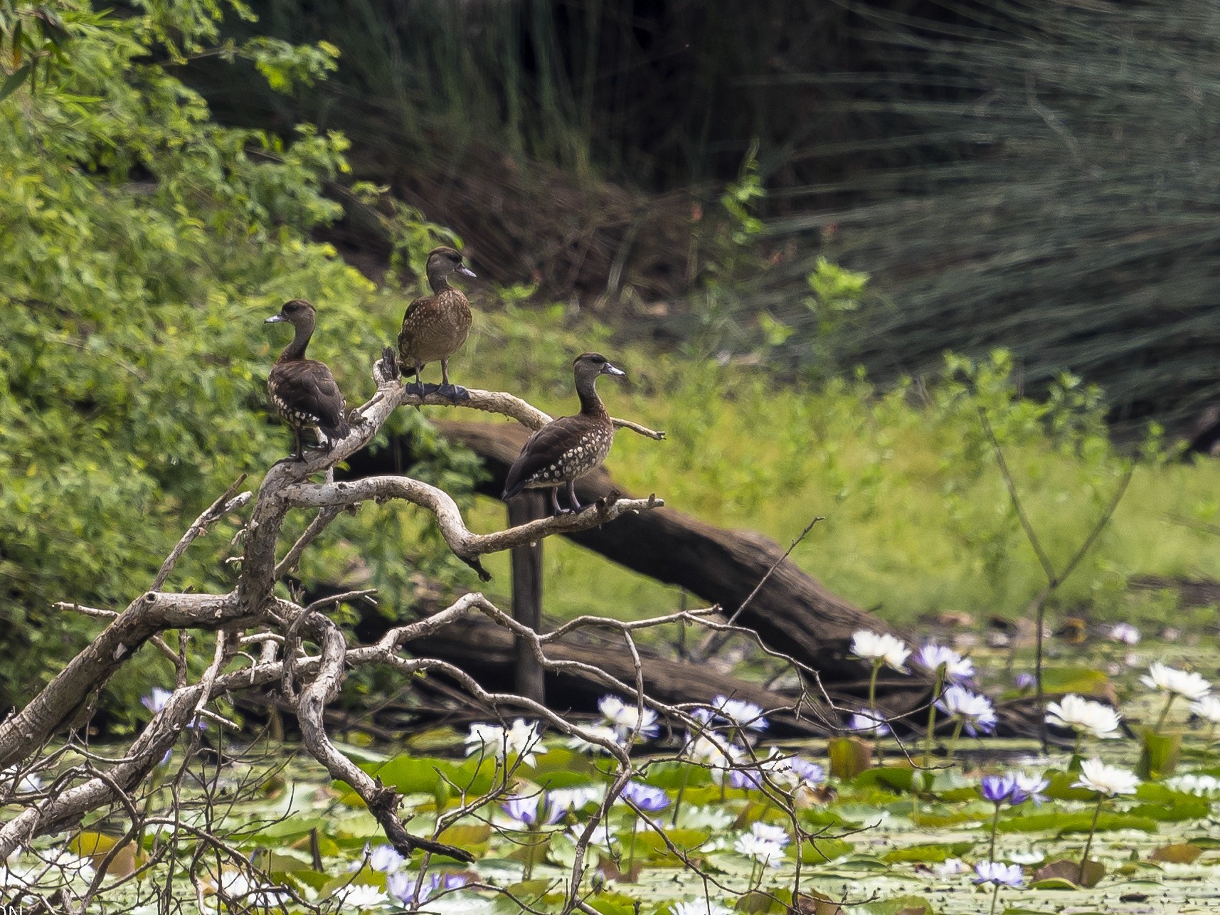 Pijije Moteado - eBird