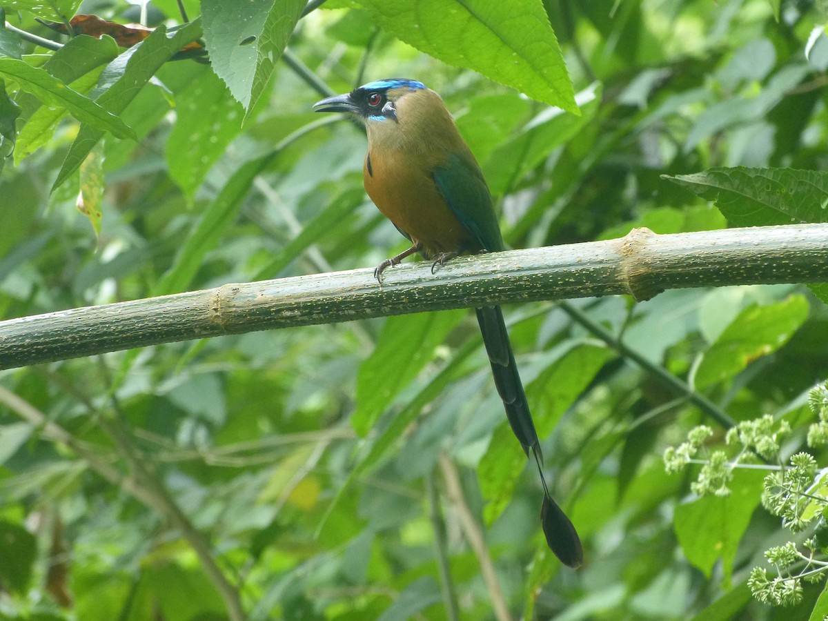 eBird Checklist - 14 Dec 2015 - Pozo Azul - 4 species