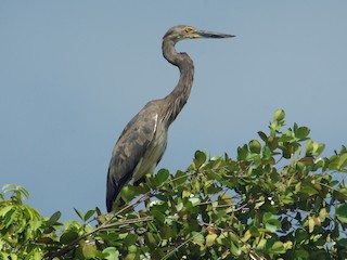 Great-billed Heron - eBird