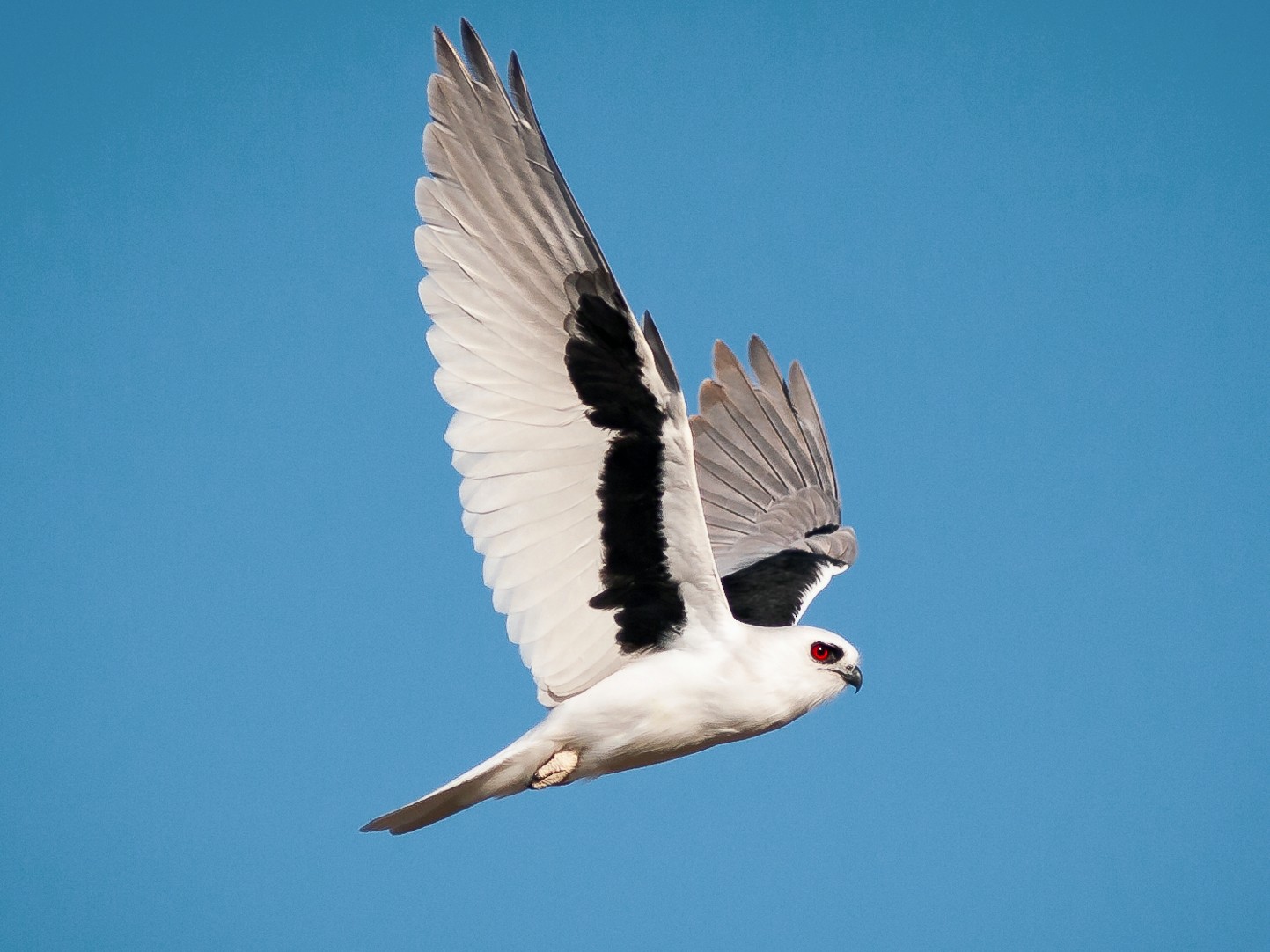 Letter-winged Kite - eBird