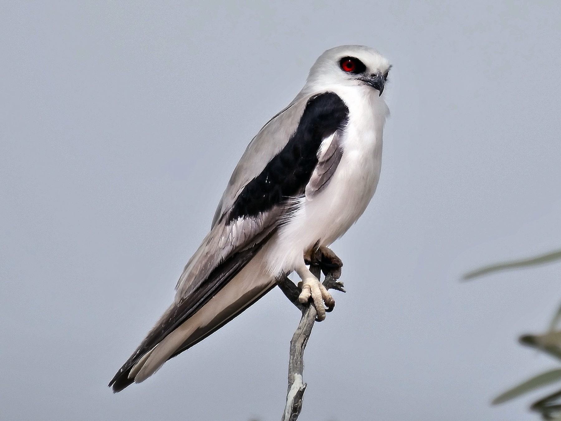 Letter-winged Kite - eBird