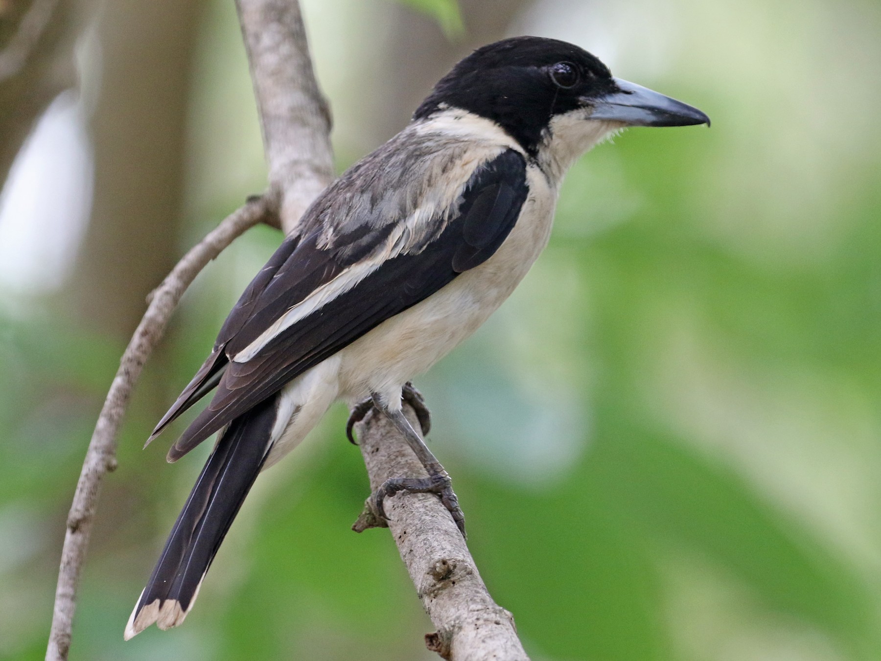 Silver-backed Butcherbird - eBird