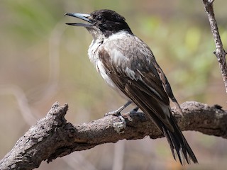 Silver-backed Butcherbird - eBird