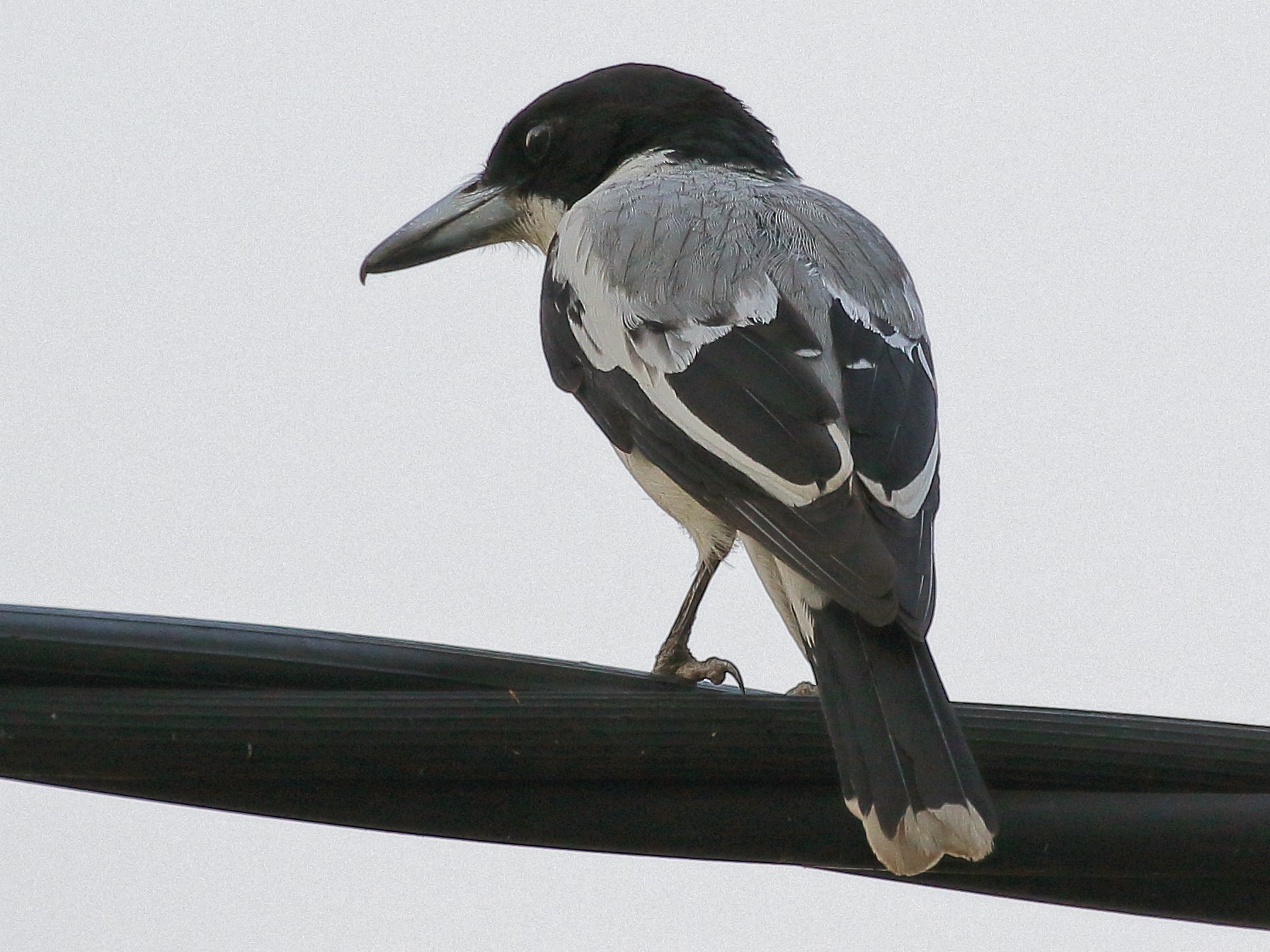 Silver-backed Butcherbird - eBird