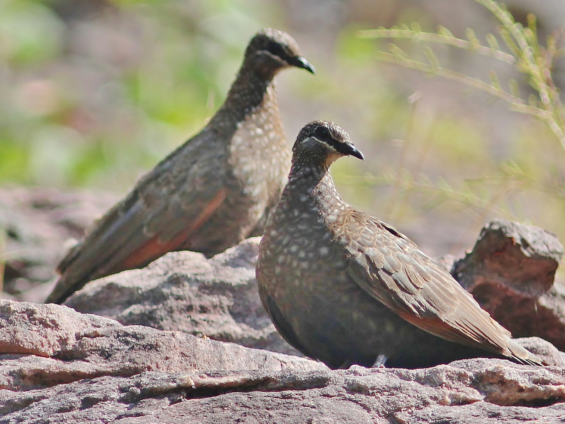 Chestnut-quilled Rock-Pigeon - eBird