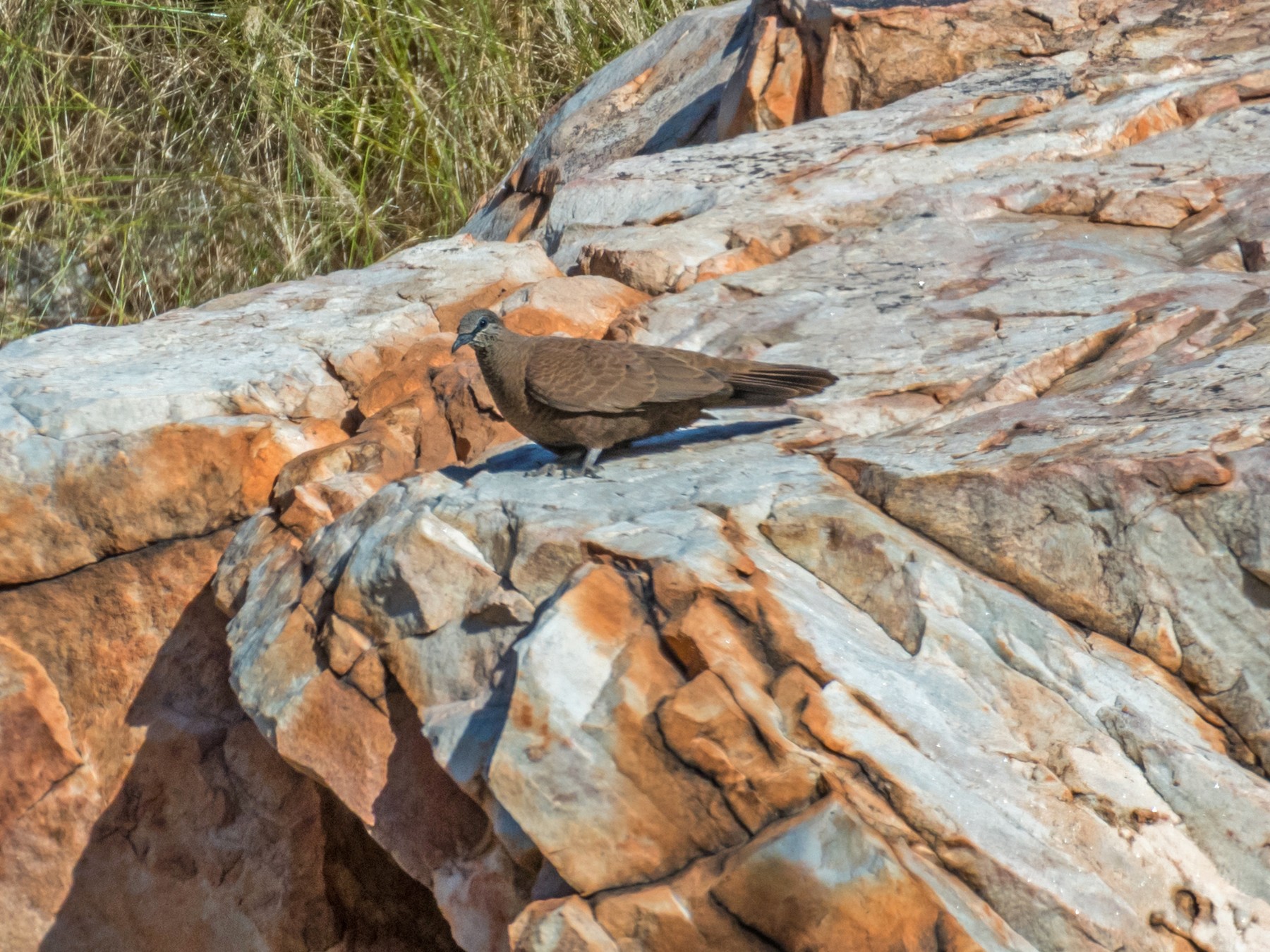 White-quilled Rock Pigeon - eBird
