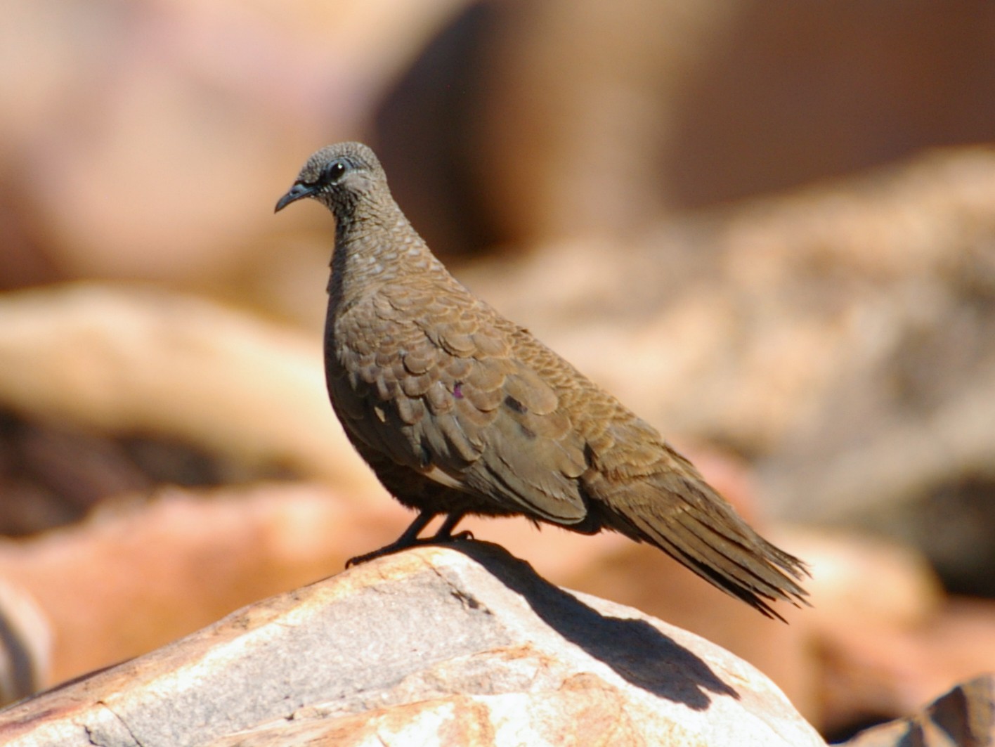 White-quilled Rock-Pigeon - eBird