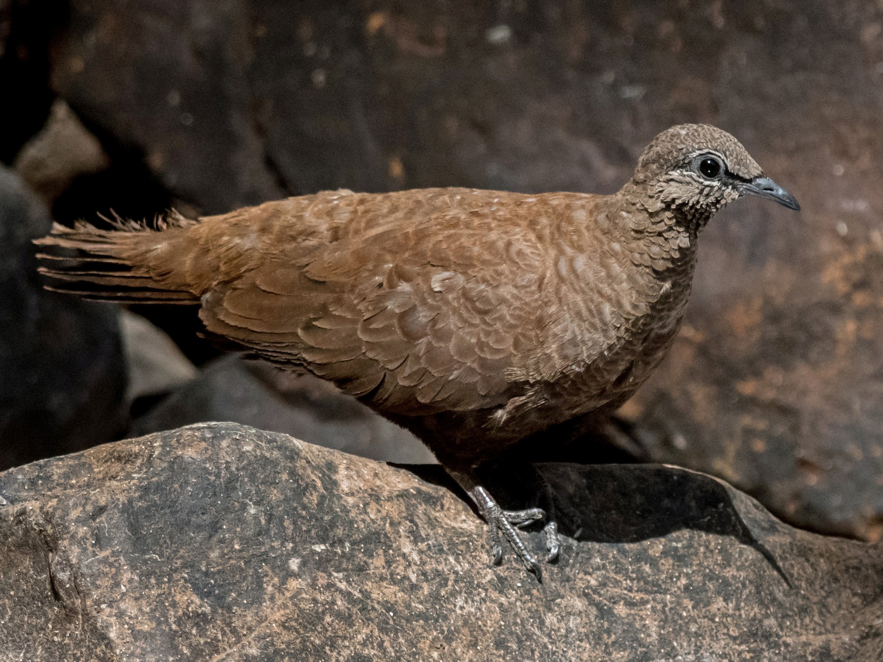 White-quilled Rock Pigeon - eBird