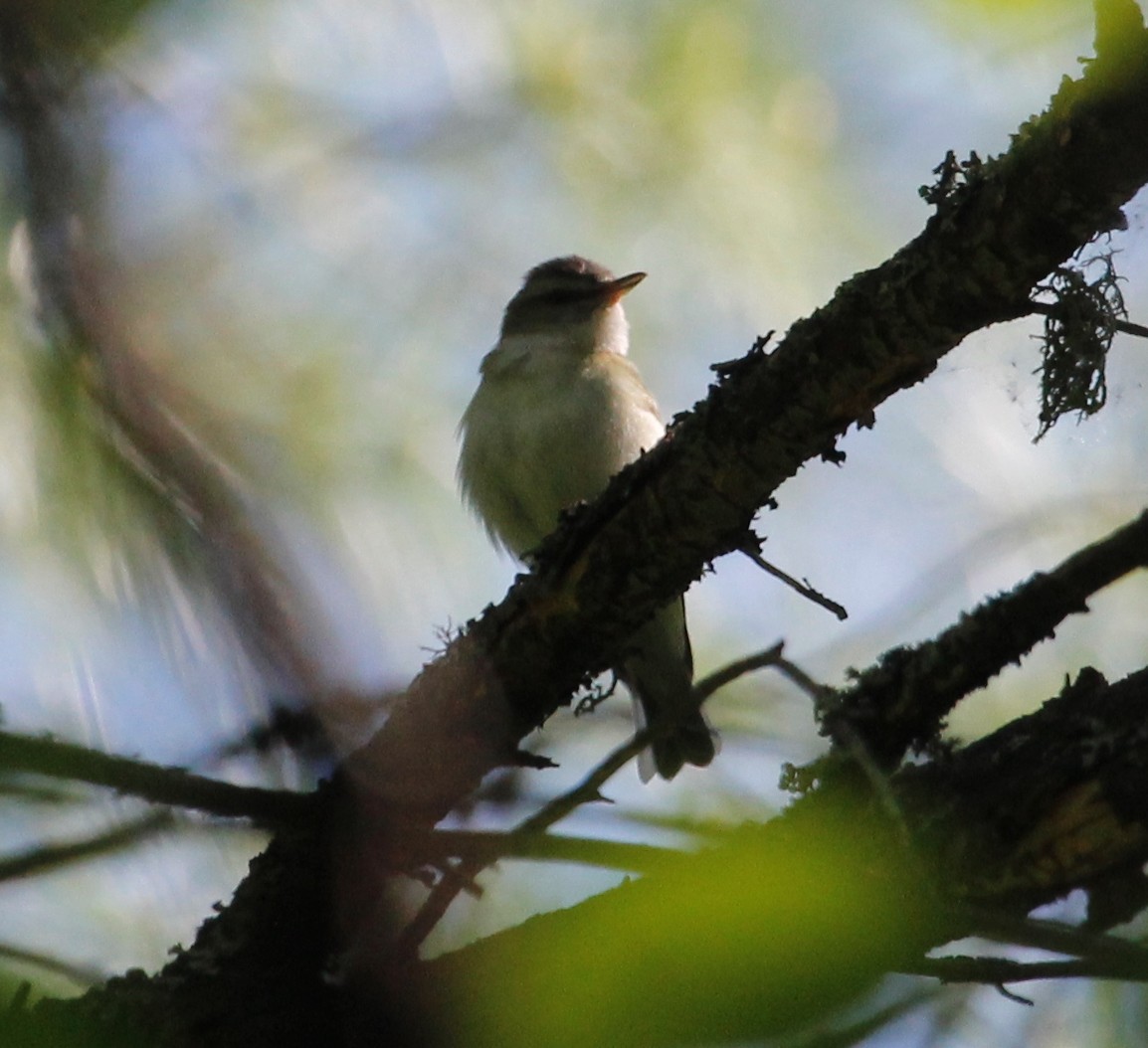 eBird Checklist - 9 Jun 2019 - Spring Pond Bog, Tupper Lake - 31 species