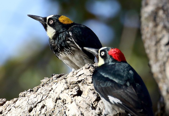 Female Acorn Woodpecker