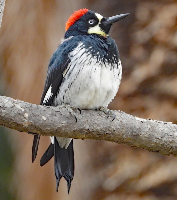 Female Acorn Woodpecker