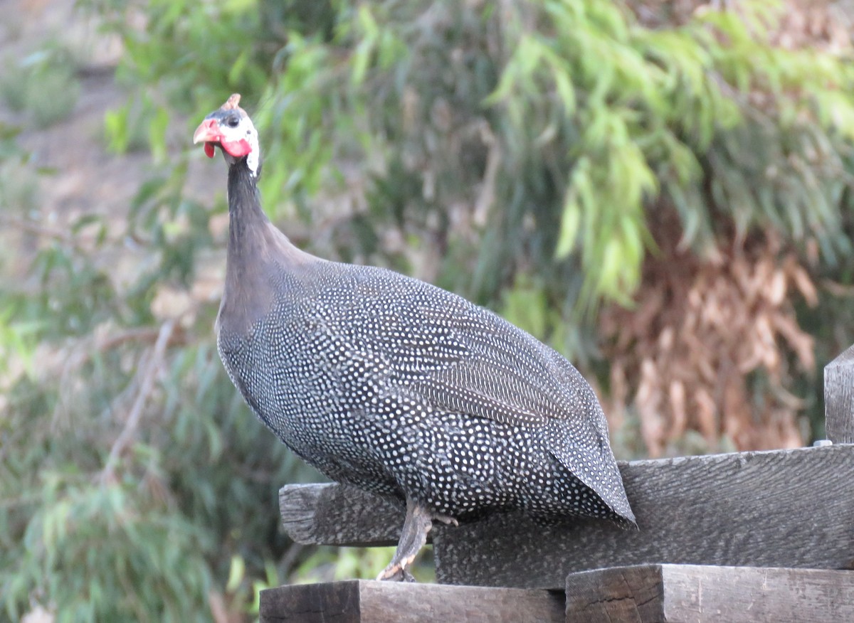 eBird Checklist - 23 Feb 2019 - Heja Game Lodge (closed) - 49 species