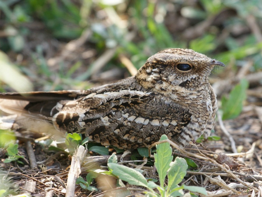 Scissor-tailed Nightjar - eBird