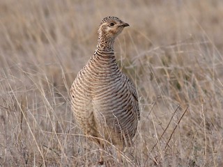 Lesser Prairie-Chicken - eBird