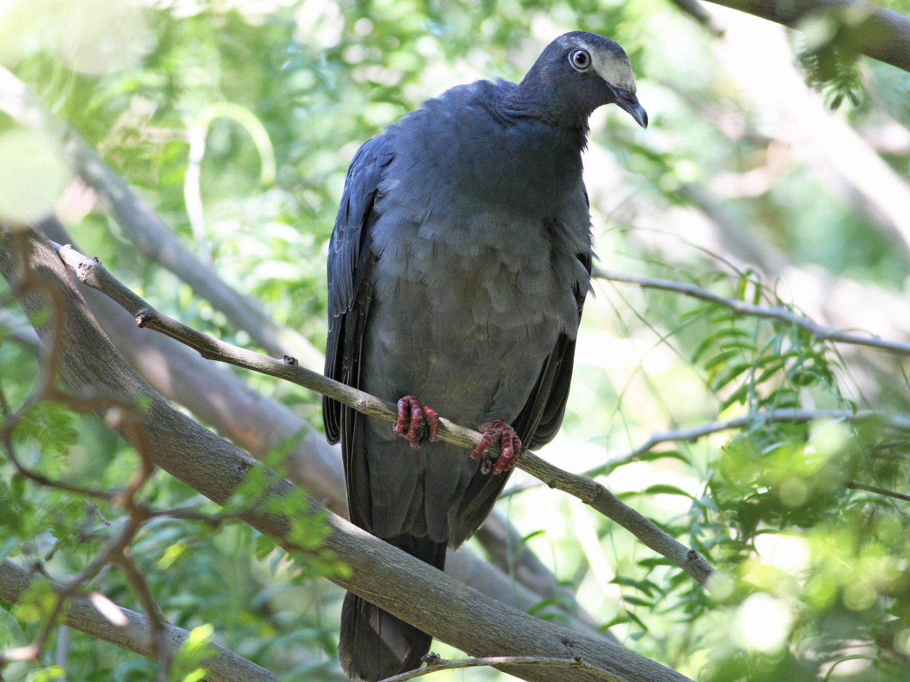 White-crowned Pigeon - eBird