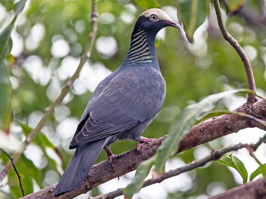 White-crowned Pigeon - eBird