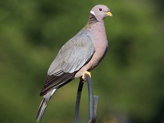 Band-tailed Pigeon - eBird