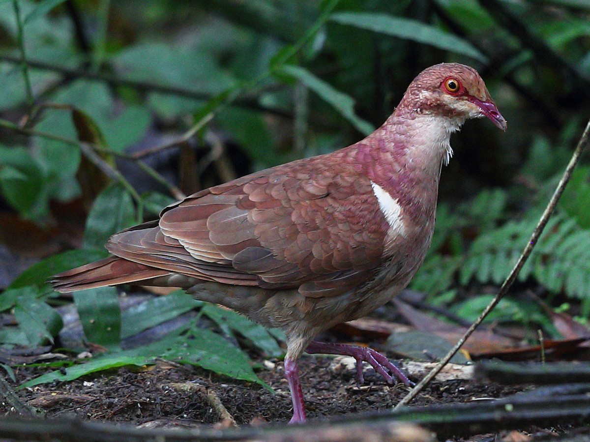 Ruddy Quail-Dove - Geotrygon montana - Birds of the World