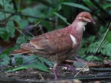 Ruddy Quail-Dove - Abundance map - eBird Status and Trends
