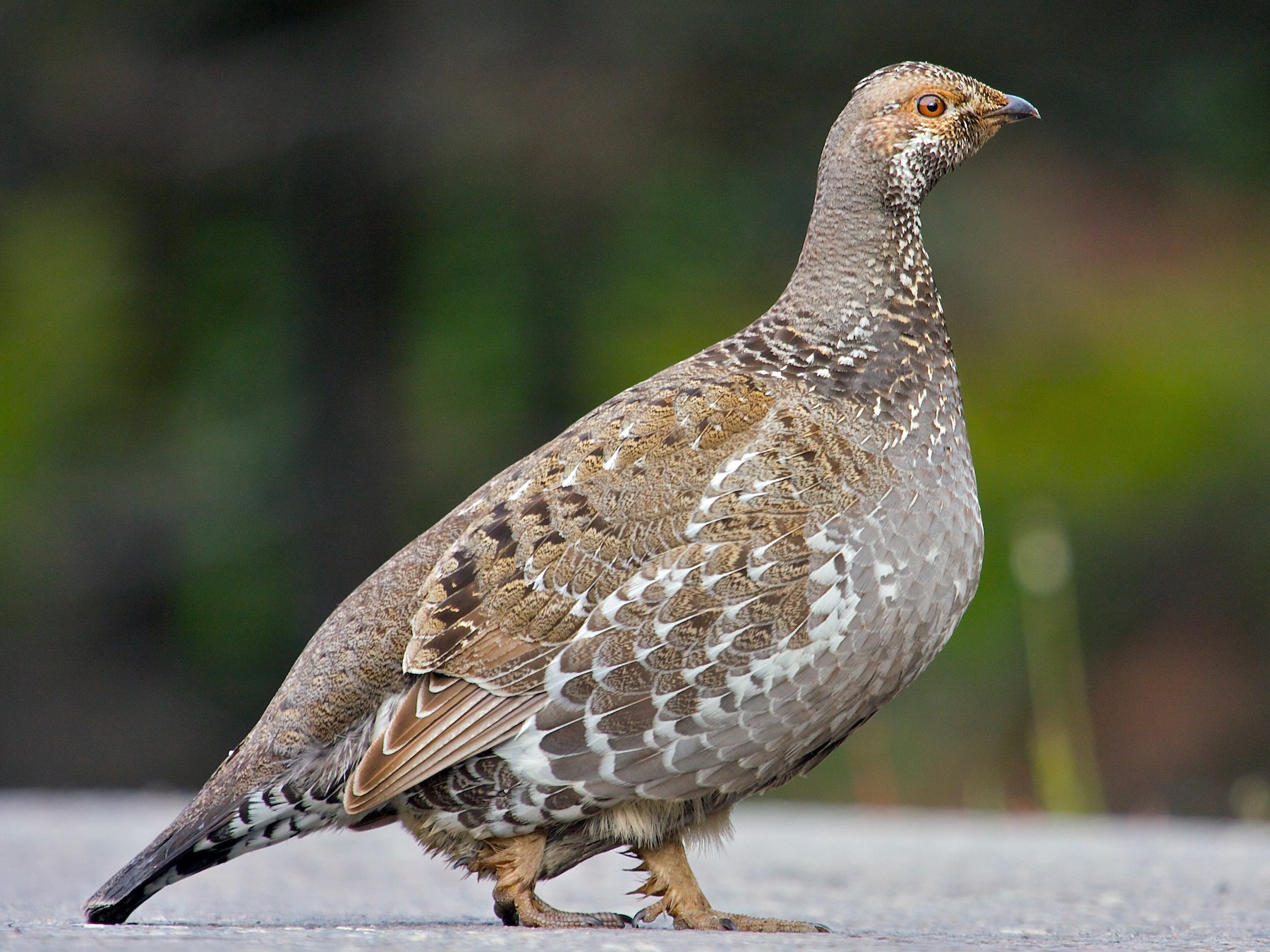 Dusky Grouse - eBird
