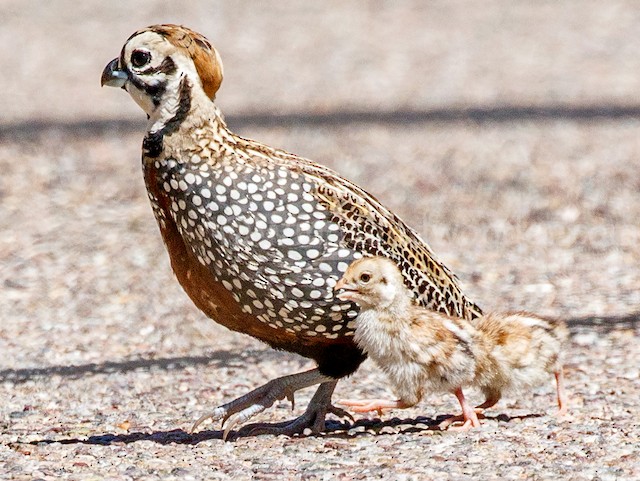 Female Quail Bird
