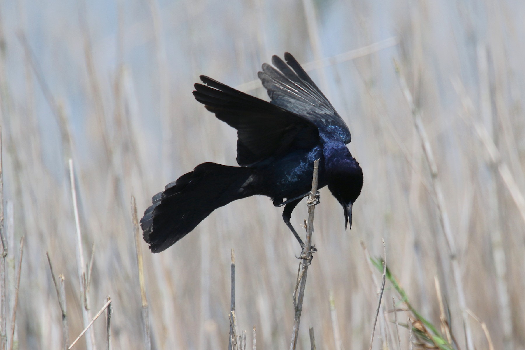 Zanate Marismeño (major) - eBird
