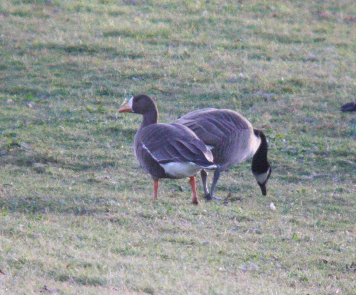 eBird Checklist - 2 Jan 2012 - Duke Island Park - 3 species (+1 other taxa)