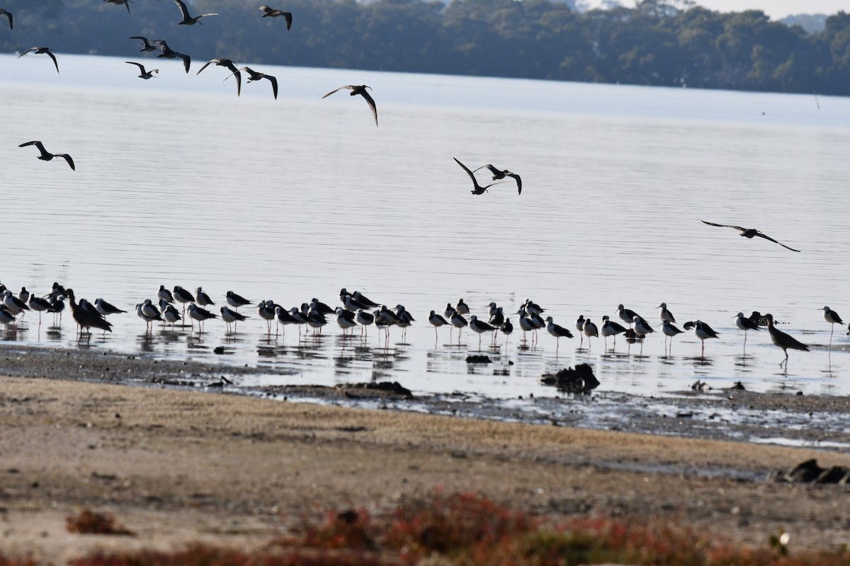 eBird Checklist - 15 Jun 2019 - Toorbul High Tide Roost - 39 species