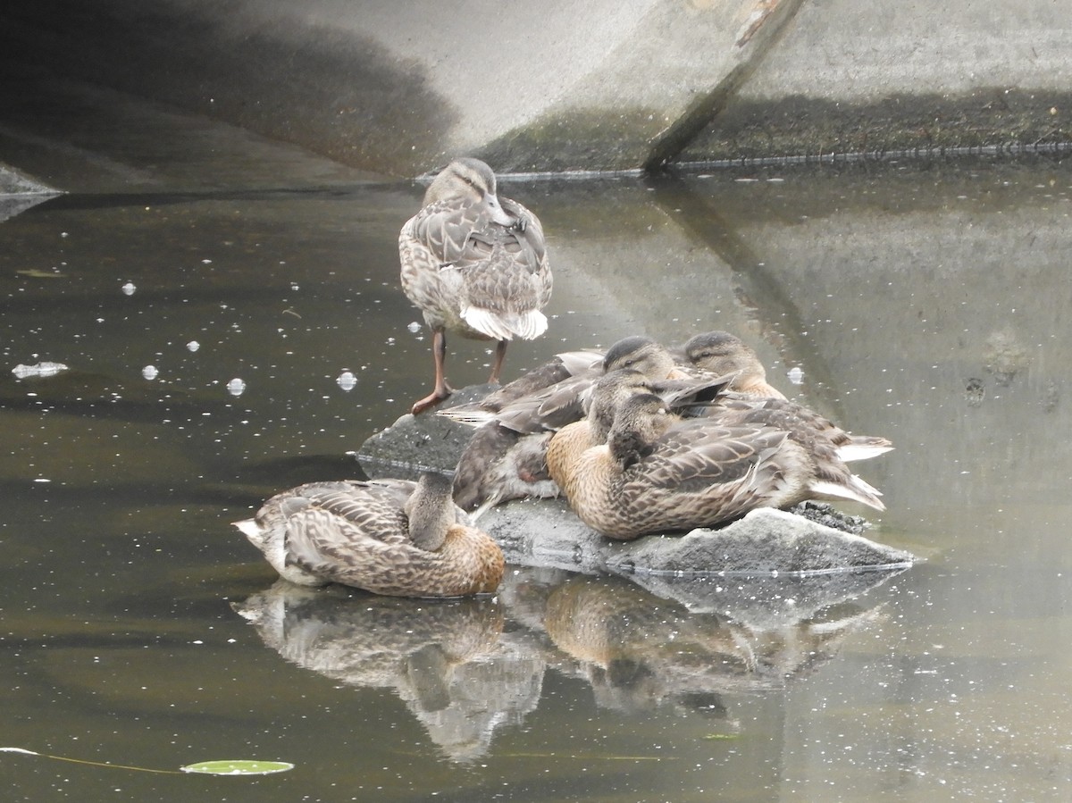 eBird Checklist - 15 Jun 2019 - Inova Fairfax Hospital Pond - 25 species