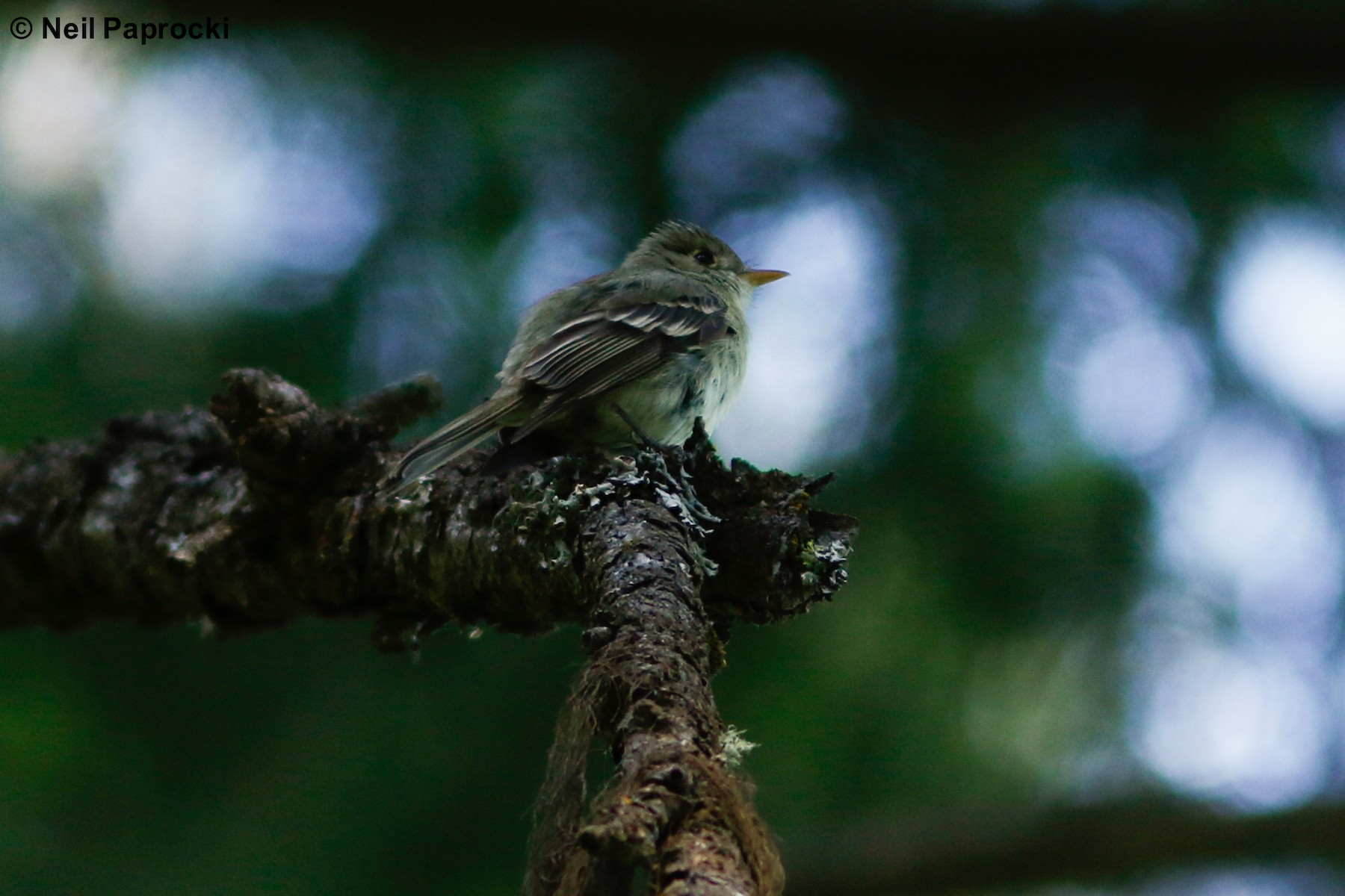 Western Flycatcher (Pacific-slope x Cordilleran Flycatcher) - eBird