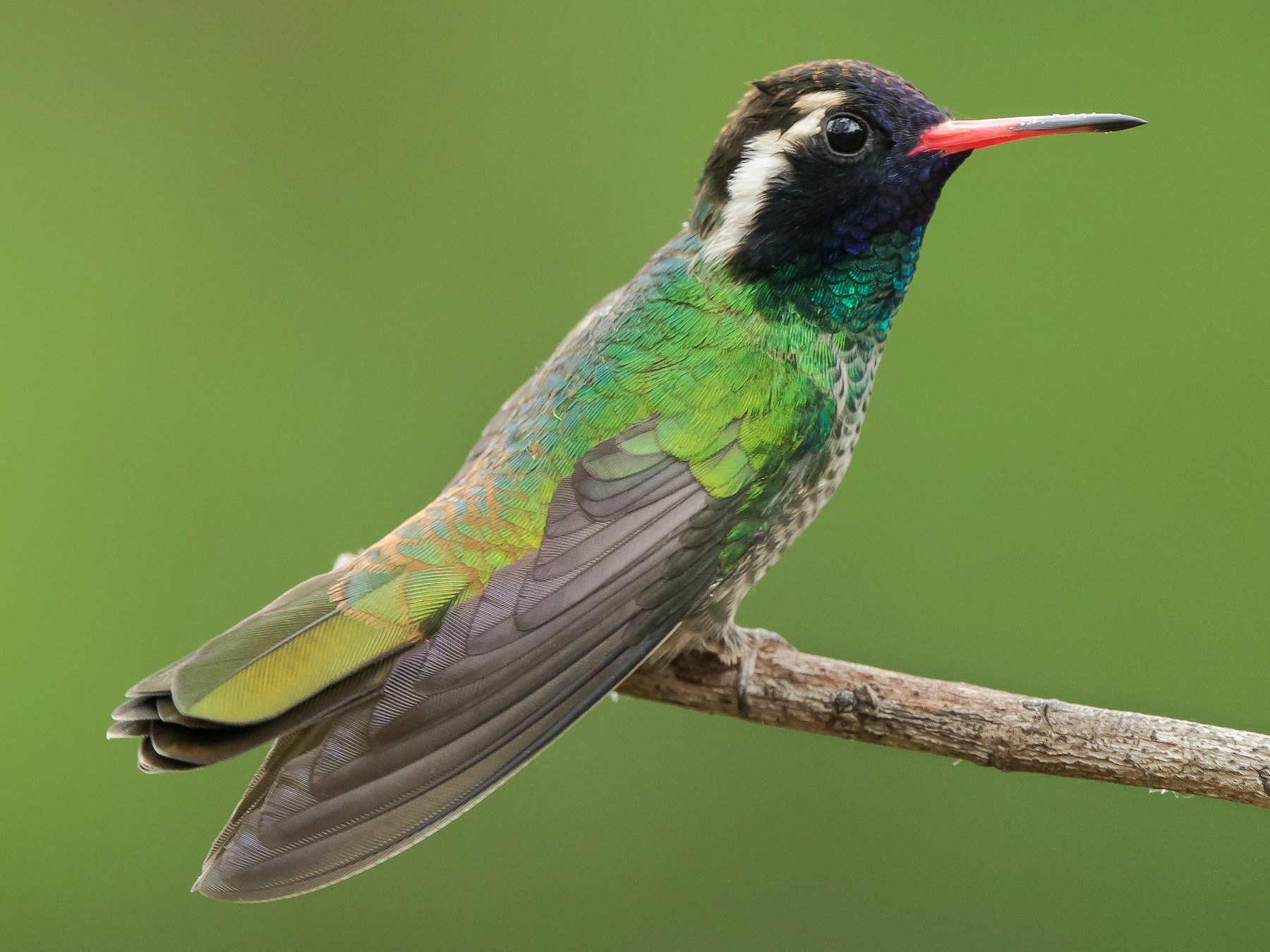 White-eared Hummingbird - eBird