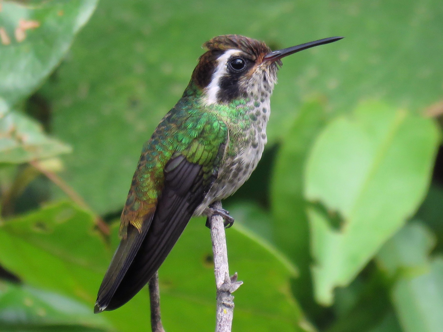 White Eared Hummingbird