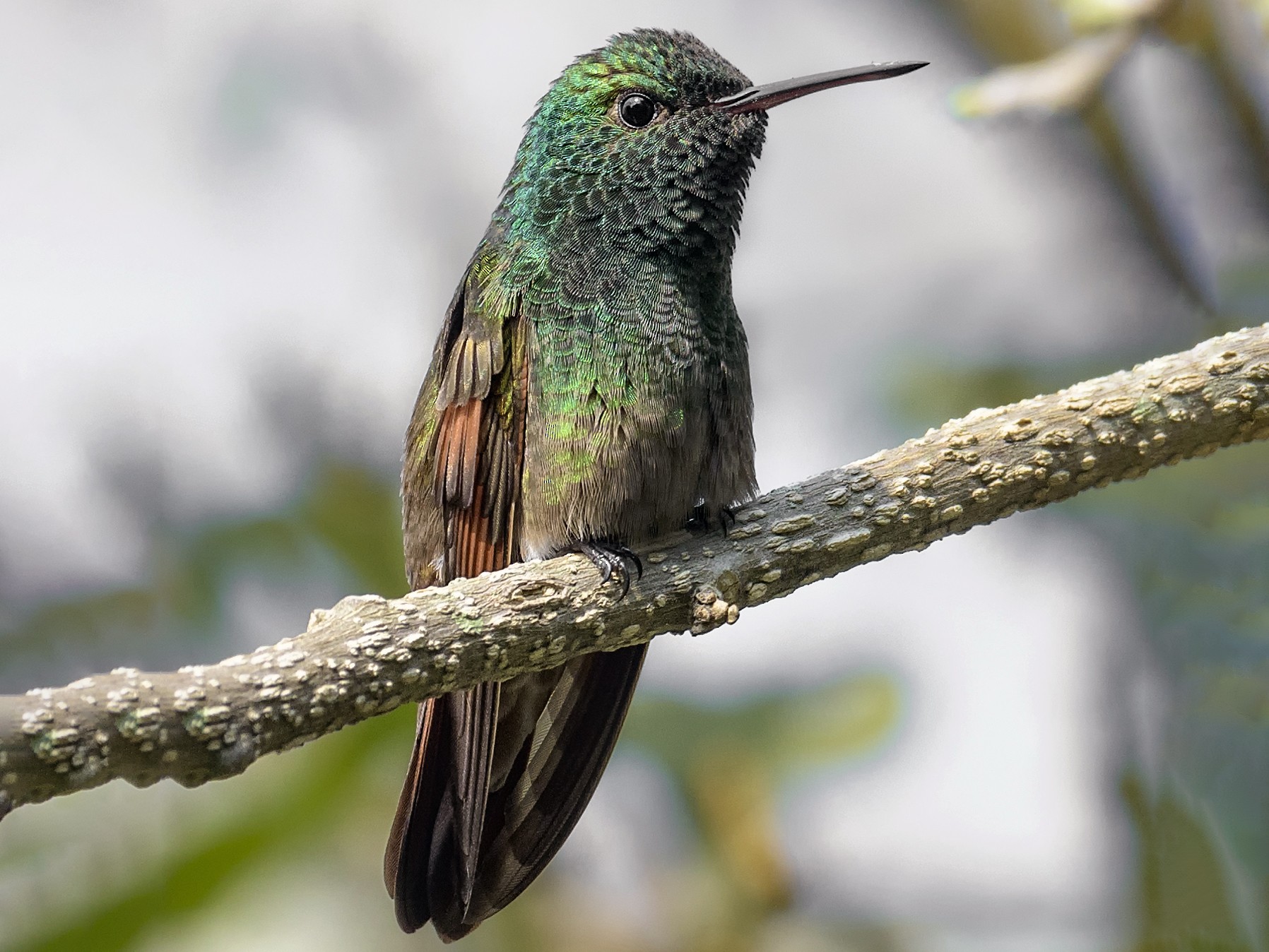 Berylline Hummingbird - eBird