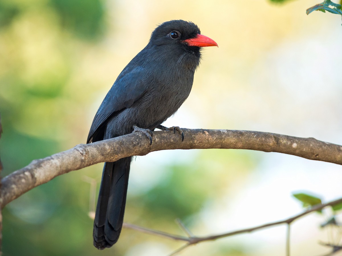 Black-fronted Nunbird - Monasa nigrifrons - Birds of the World
