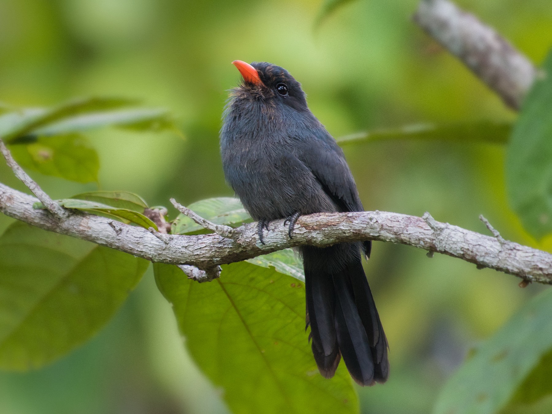 Black-fronted Nunbird - eBird