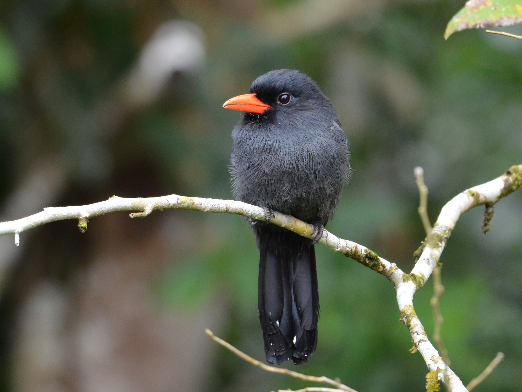 Black-fronted Nunbird - eBird