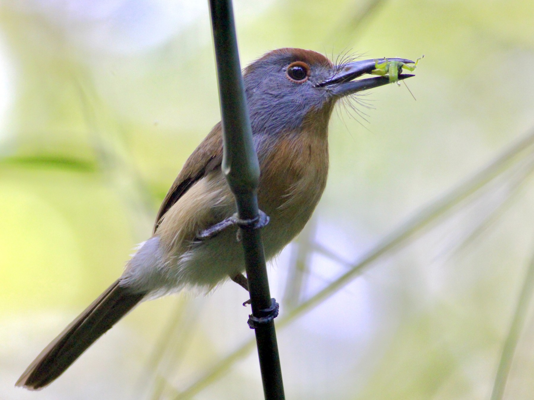 Rufous-capped Nunlet - eBird