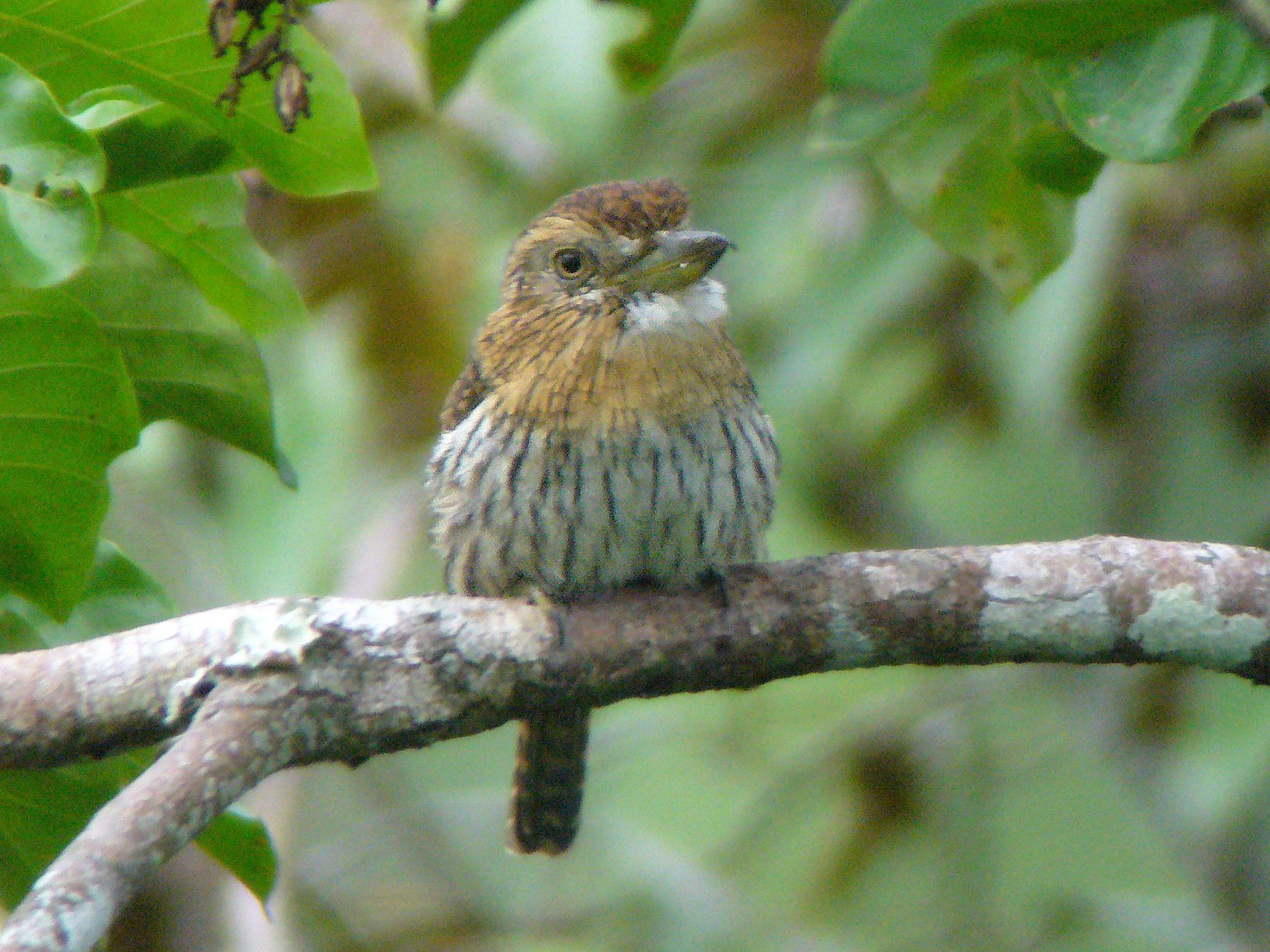 Western Striolated-Puffbird - eBird
