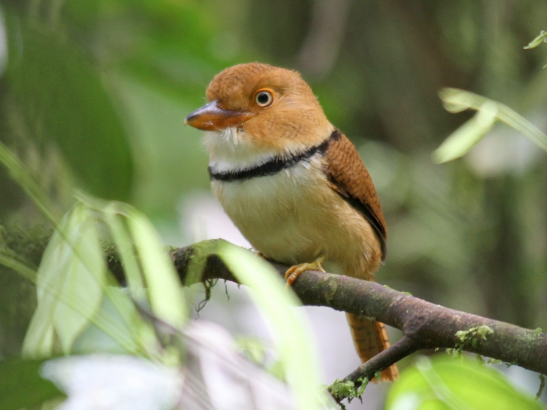 Collared Puffbird - eBird