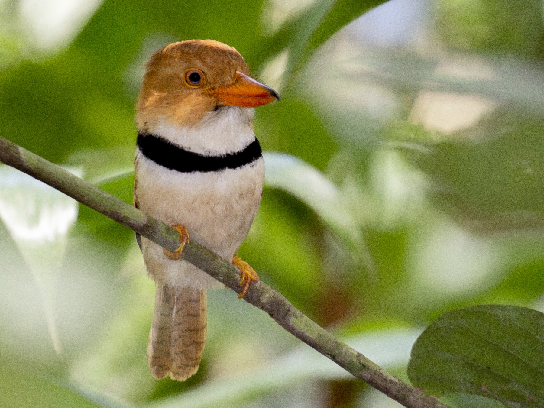 Collared Puffbird - eBird