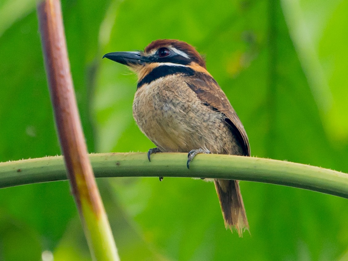 Chestnut-capped Puffbird - eBird