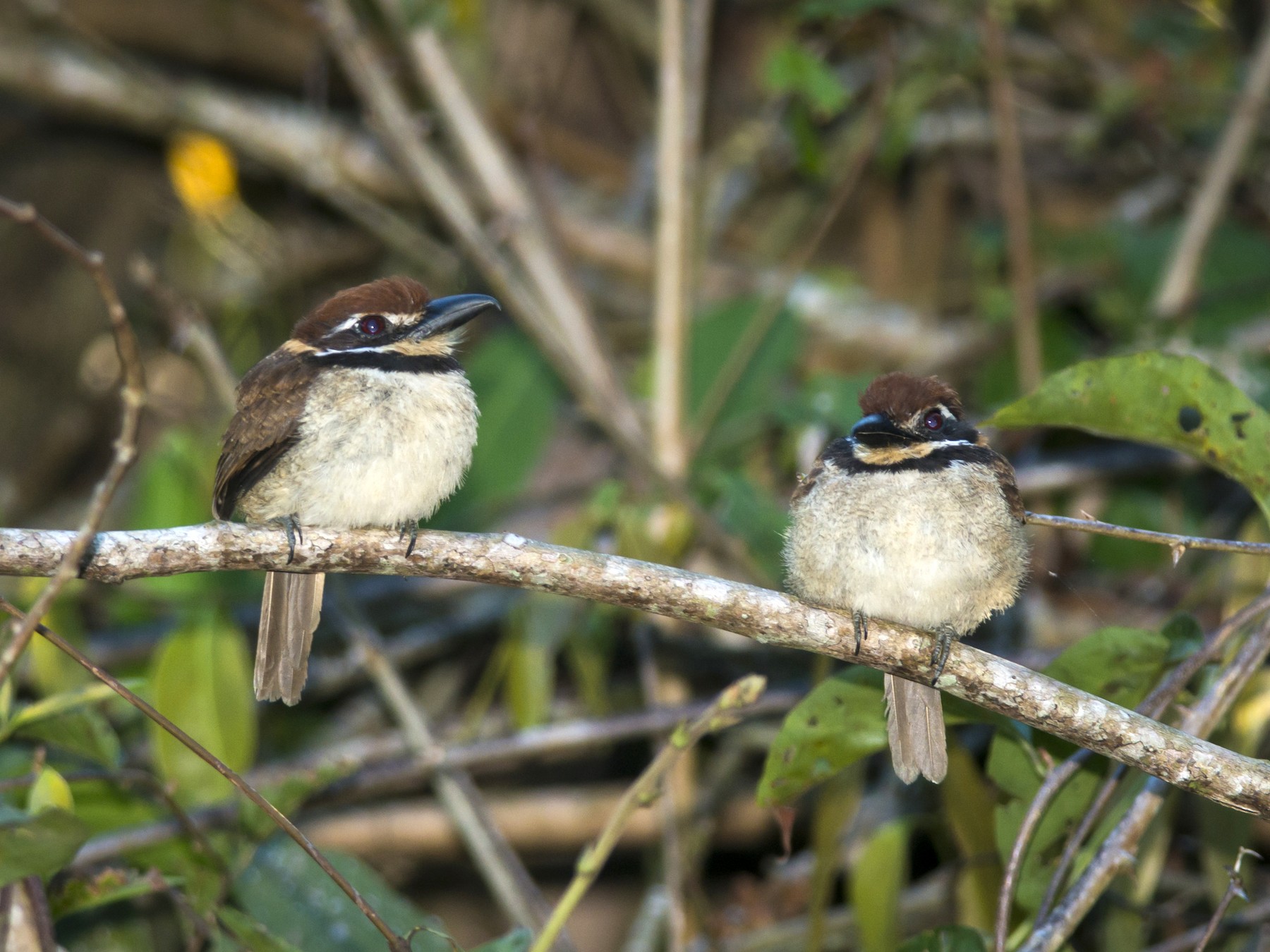 Chestnut-capped Puffbird - eBird
