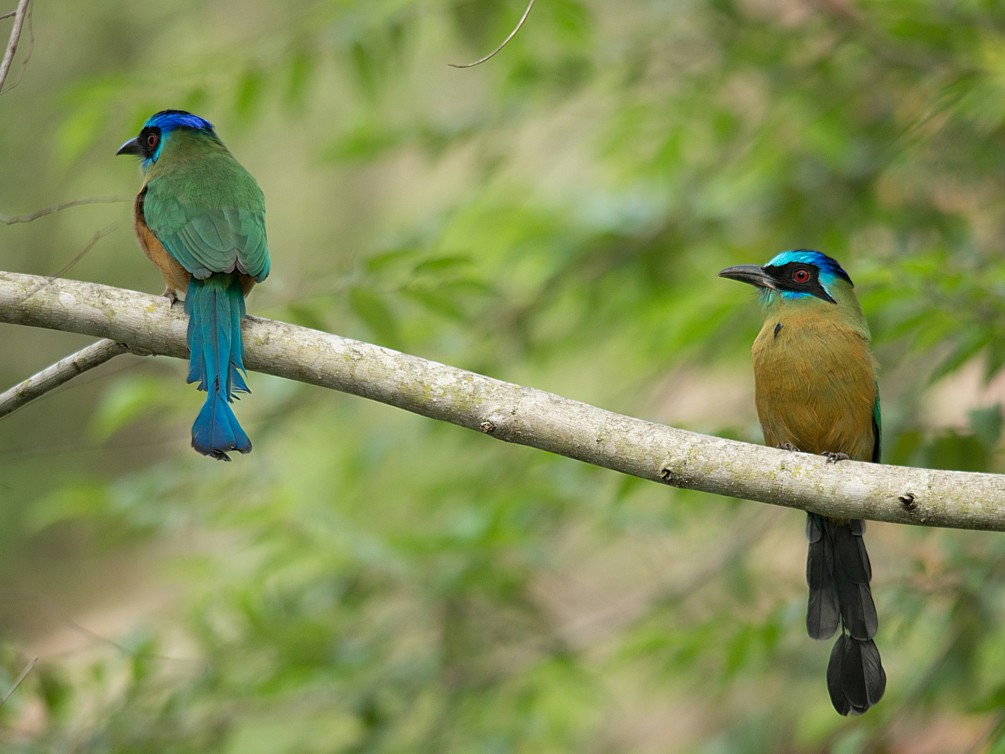 Amazonian Motmot - eBird