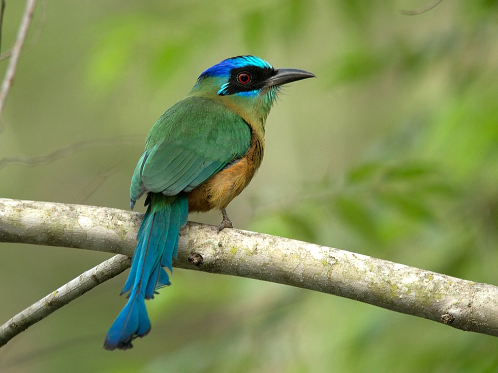 Amazonian Motmot - eBird