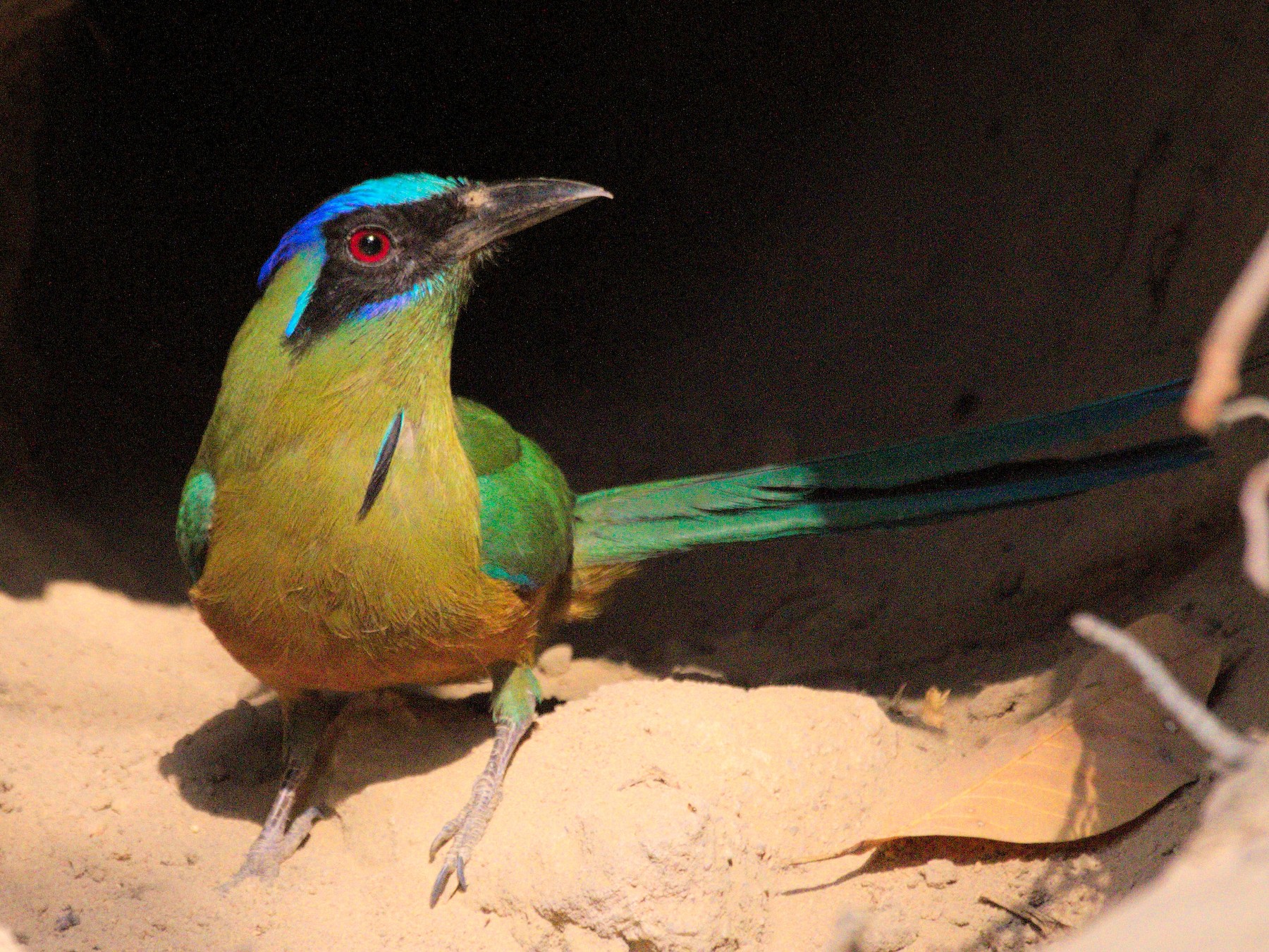 Amazonian Motmot - eBird