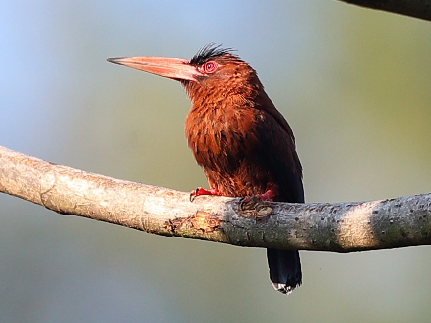 Purus Jacamar - eBird