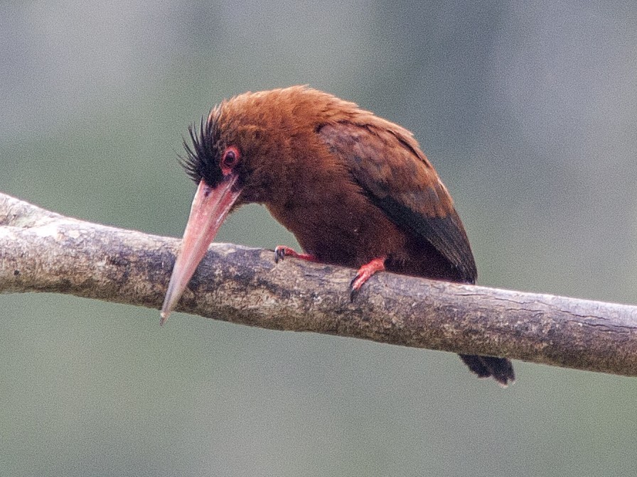 Purus Jacamar - eBird