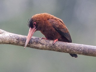 Purus Jacamar - eBird
